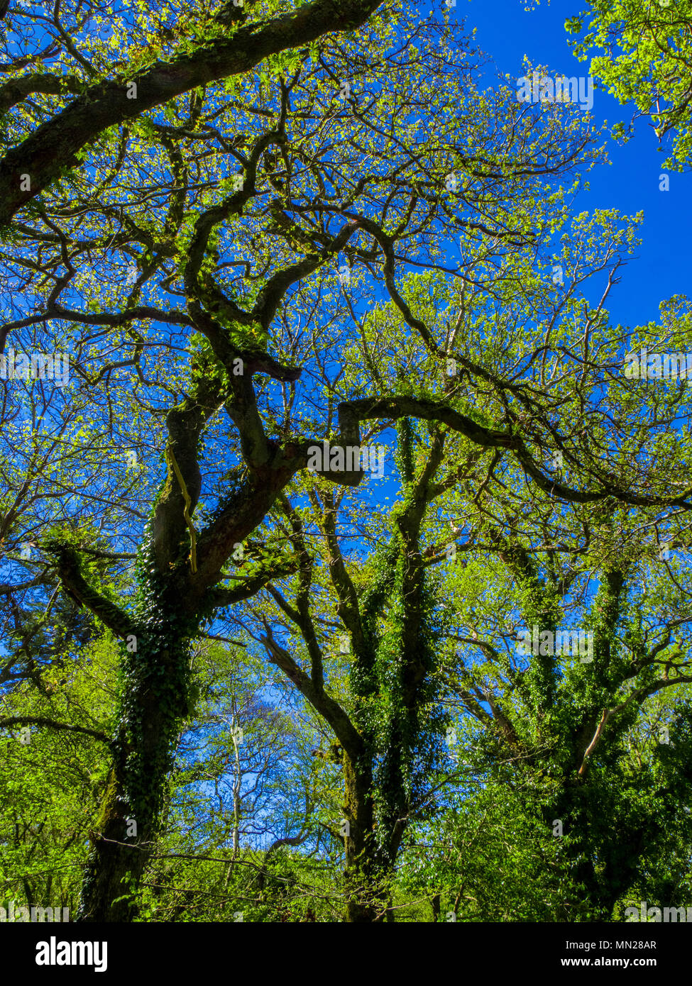 Spectacular ancient trees in Killarney National Park - awesome nature ...