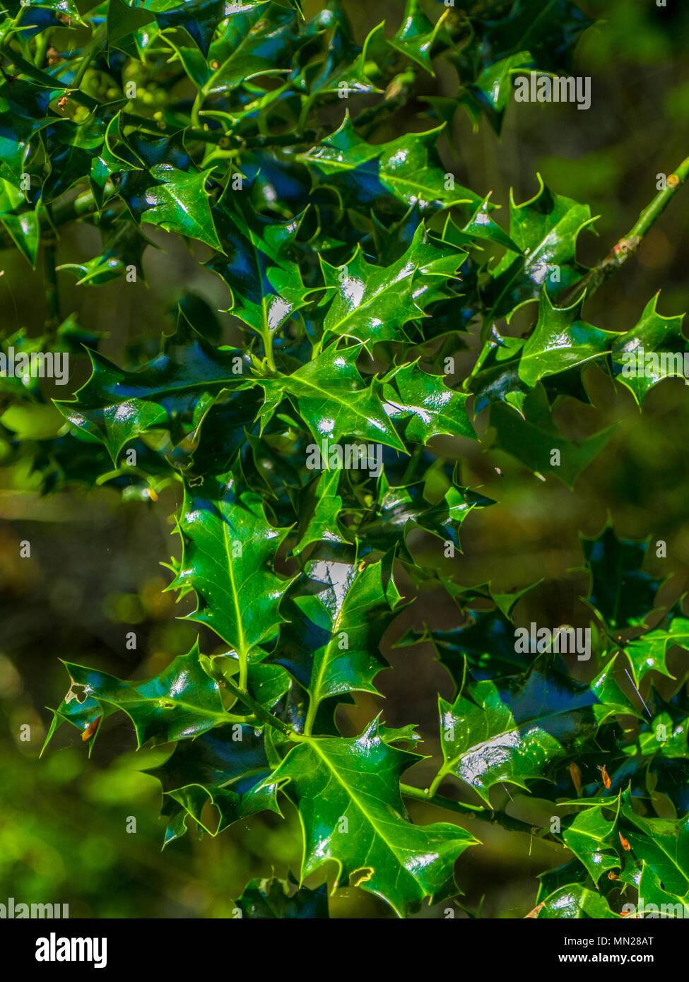 Beautiful vegetation at Killarney National Park in Ireland Stock Photo ...