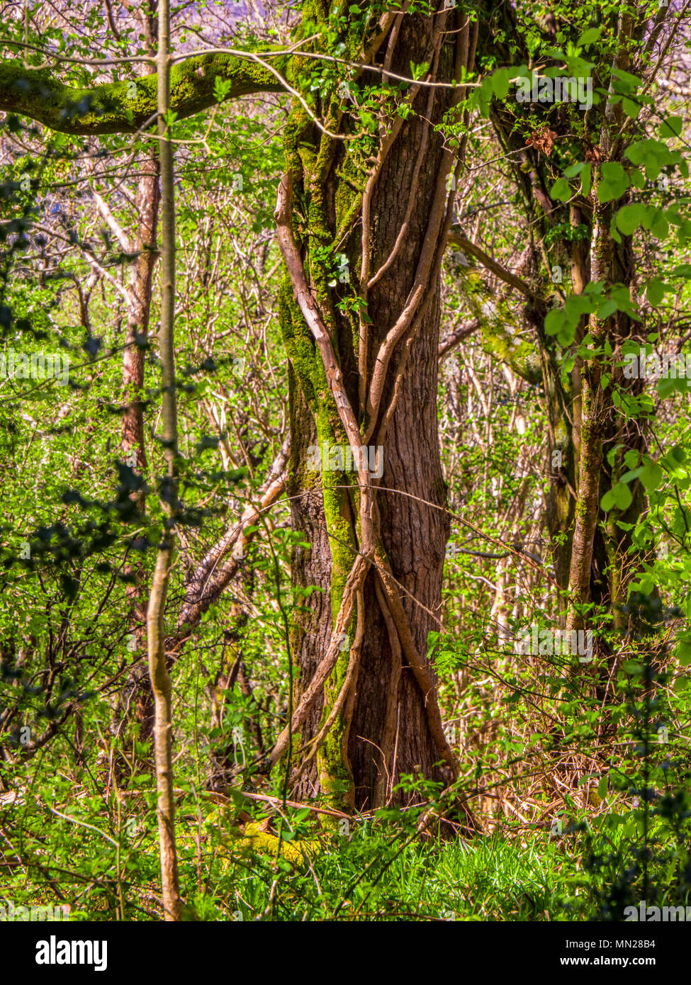 Spectacular ancient trees in Killarney National Park - awesome nature ...