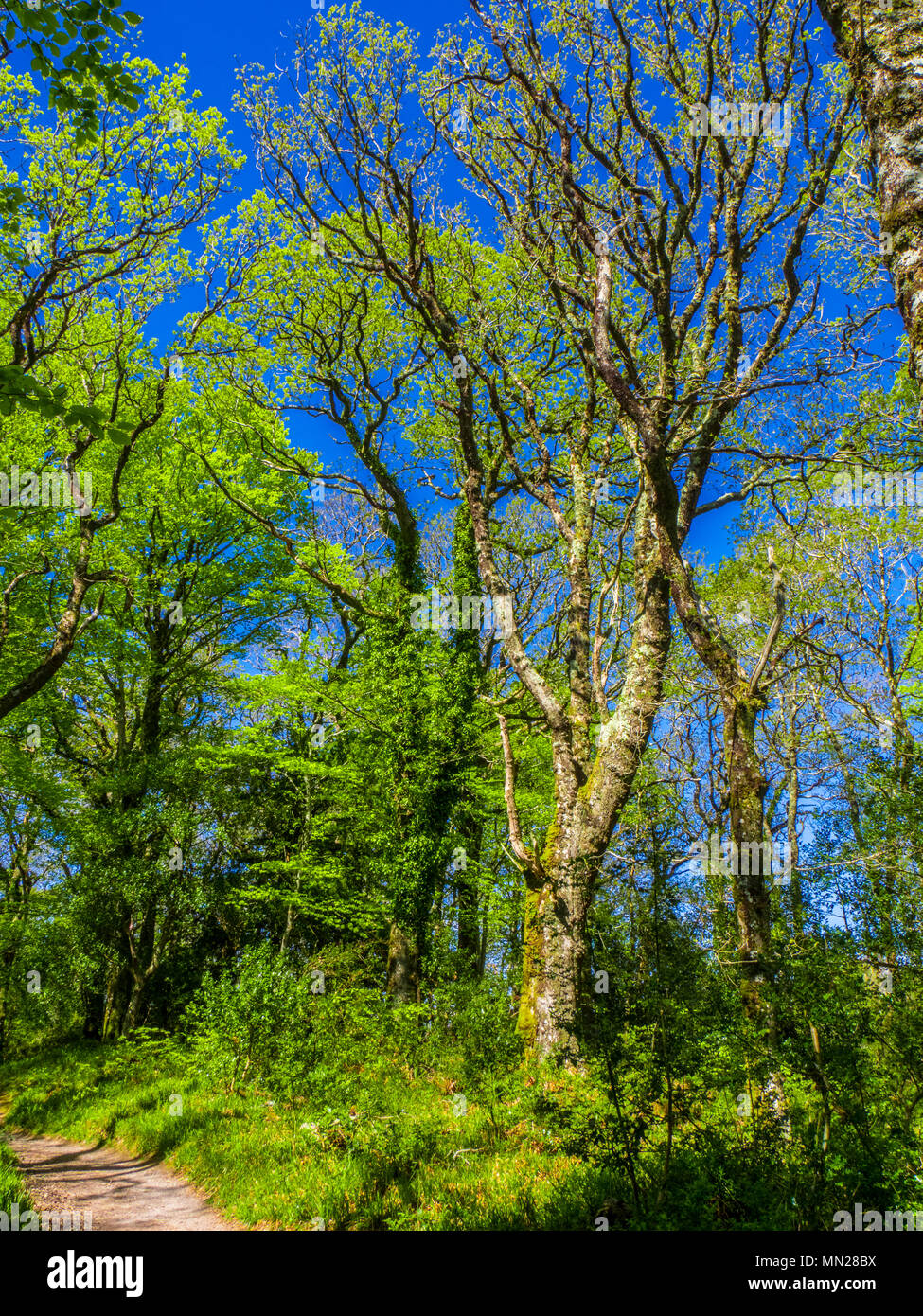 Spectacular ancient trees in Killarney National Park - awesome nature ...