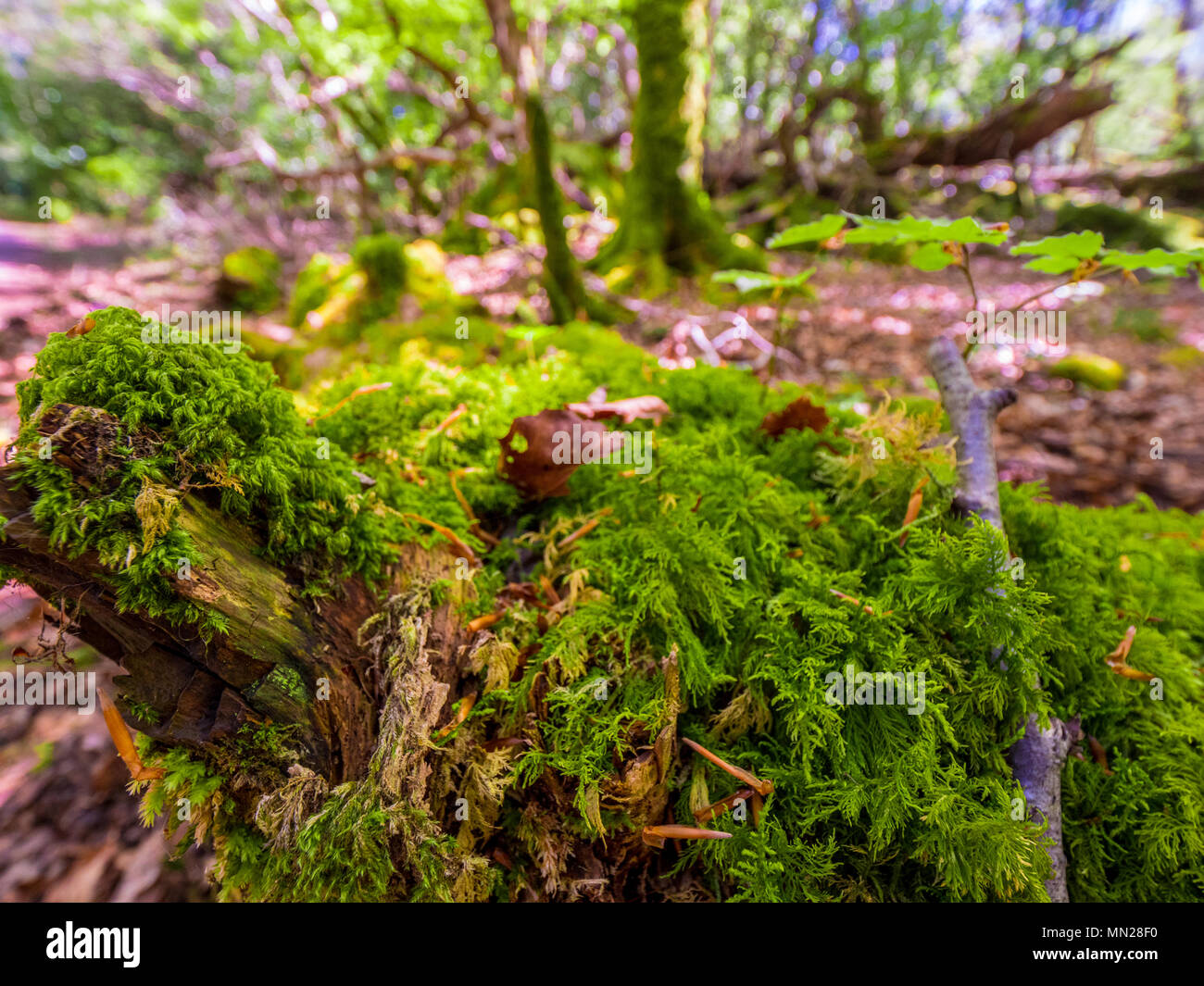 Killarney national park mossy trees hi-res stock photography and images ...