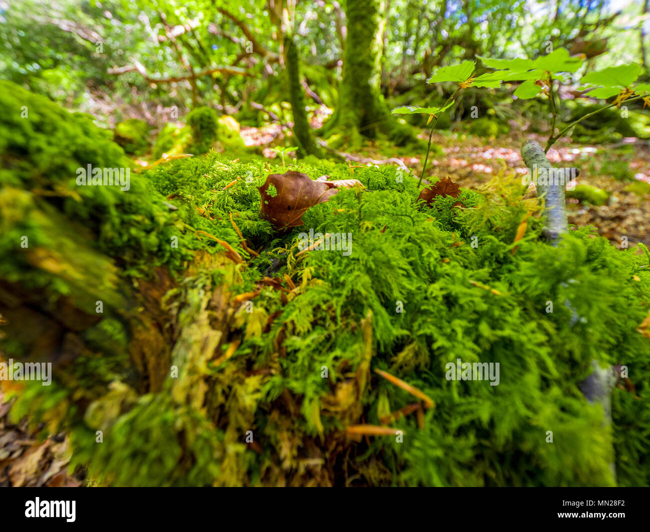 Killarney national park mossy trees hi-res stock photography and images ...