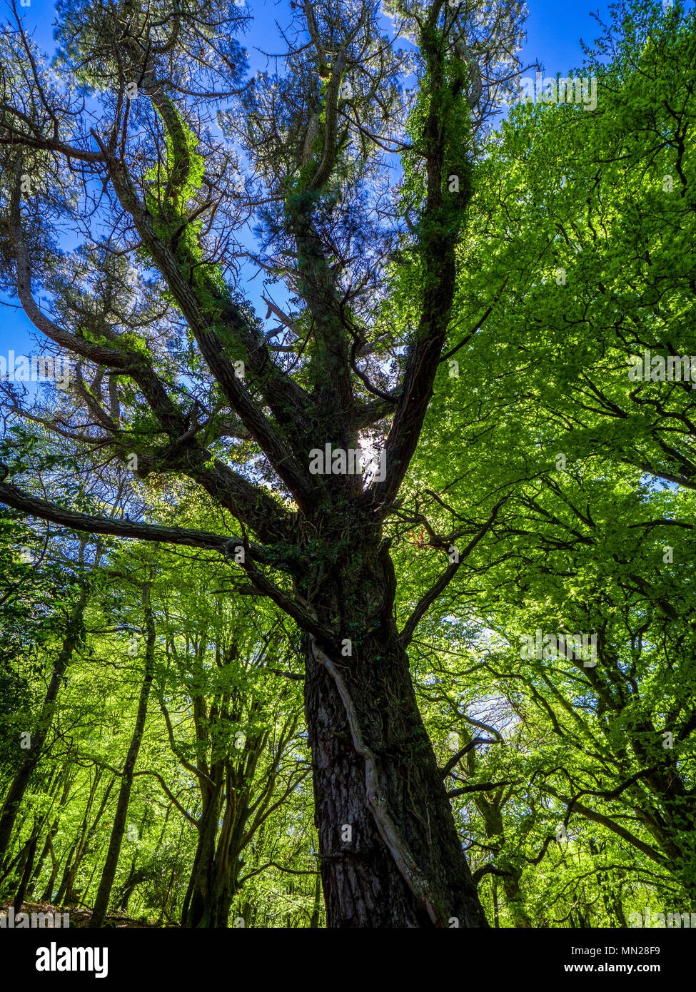 Spectacular ancient trees in Killarney National Park - awesome nature ...