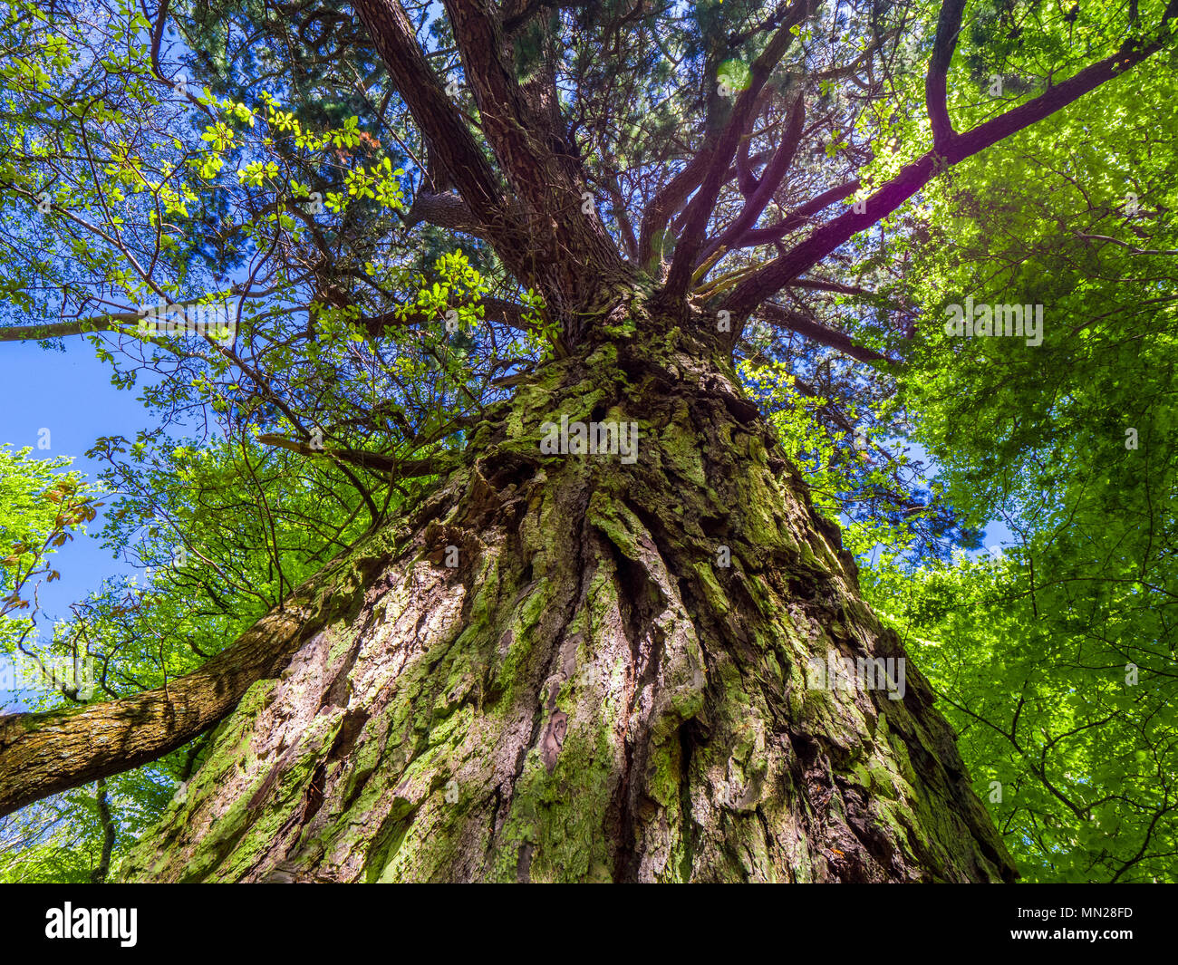 Spectacular ancient trees in Killarney National Park - awesome nature ...