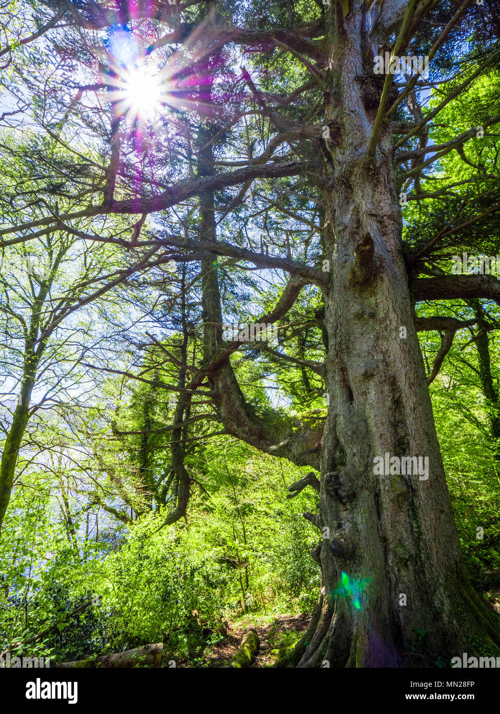 Spectacular ancient trees in Killarney National Park - awesome nature ...