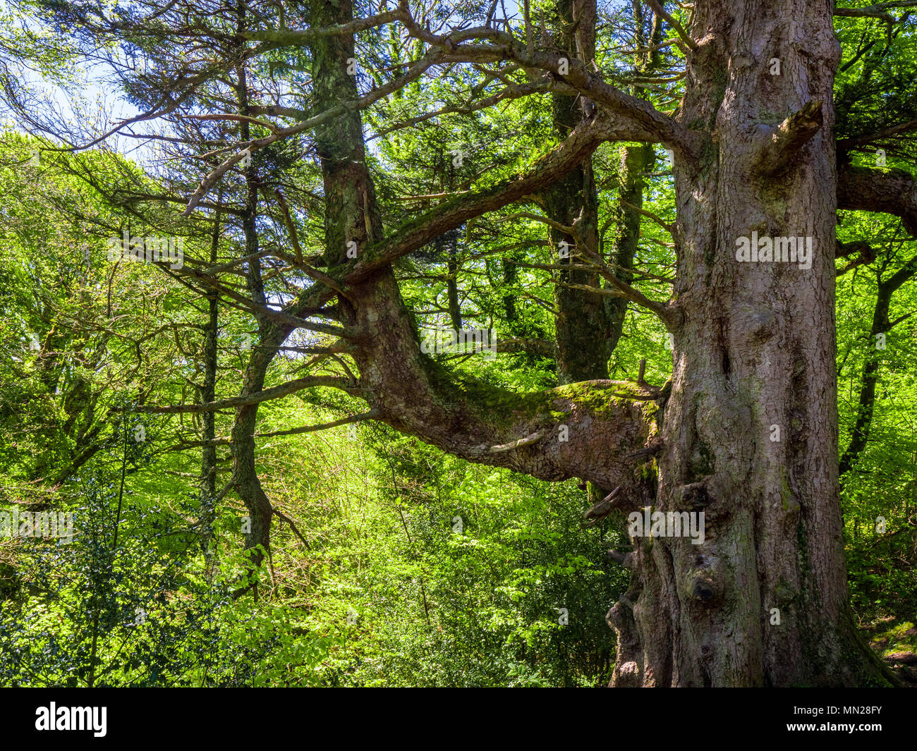 Spectacular ancient trees in Killarney National Park - awesome nature ...