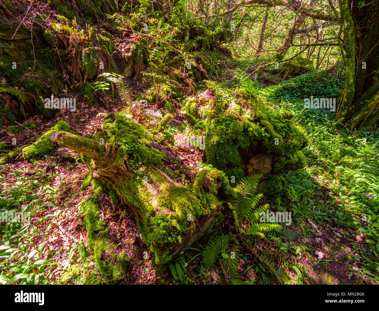 Beautiful wild vegetation at Killarney National Park in Ireland Stock ...
