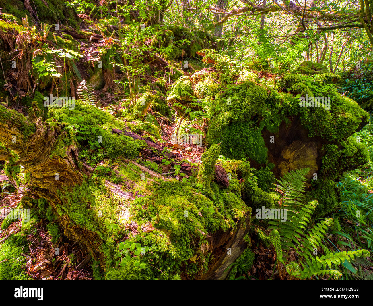 Beautiful wild vegetation at Killarney National Park in Ireland Stock ...