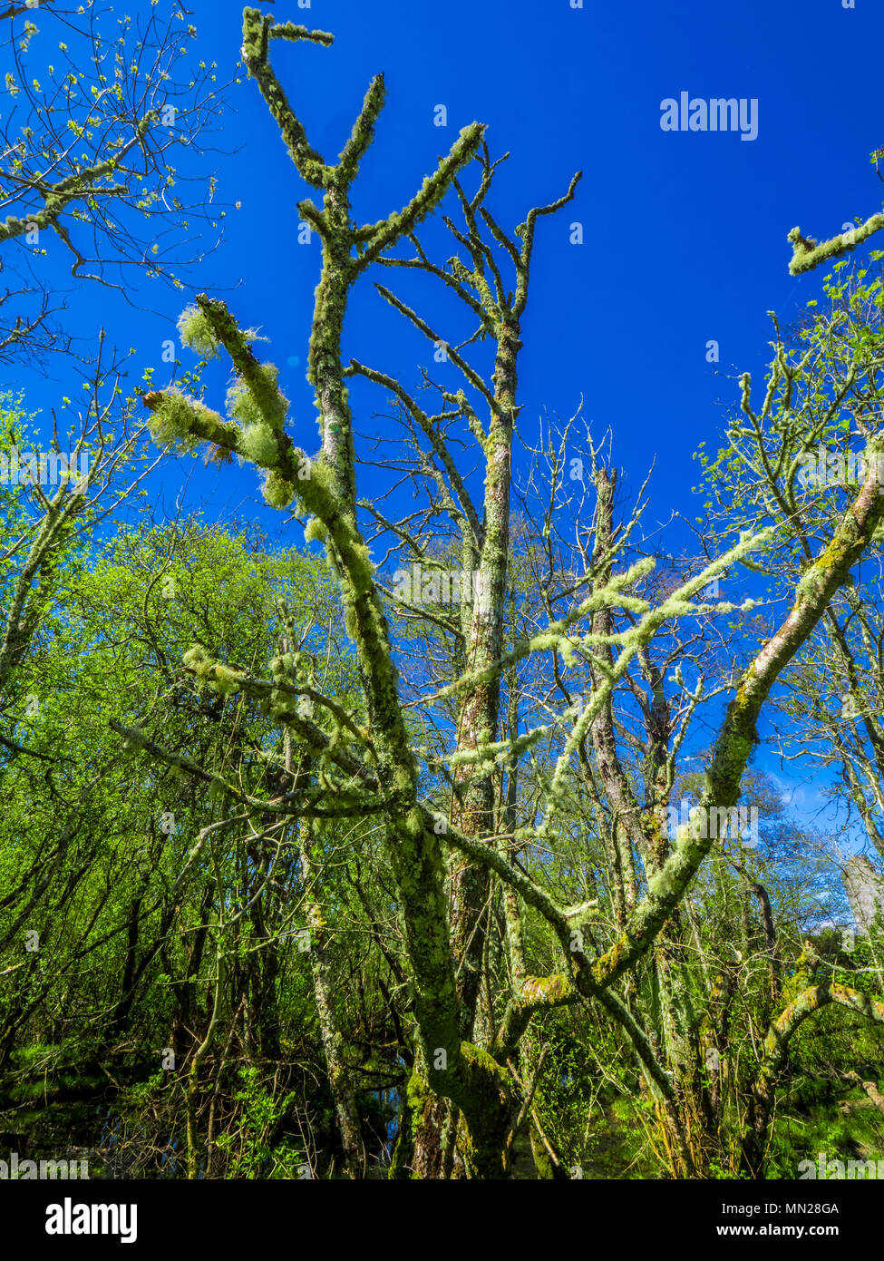 Beautiful wild vegetation at Killarney National Park in Ireland Stock ...