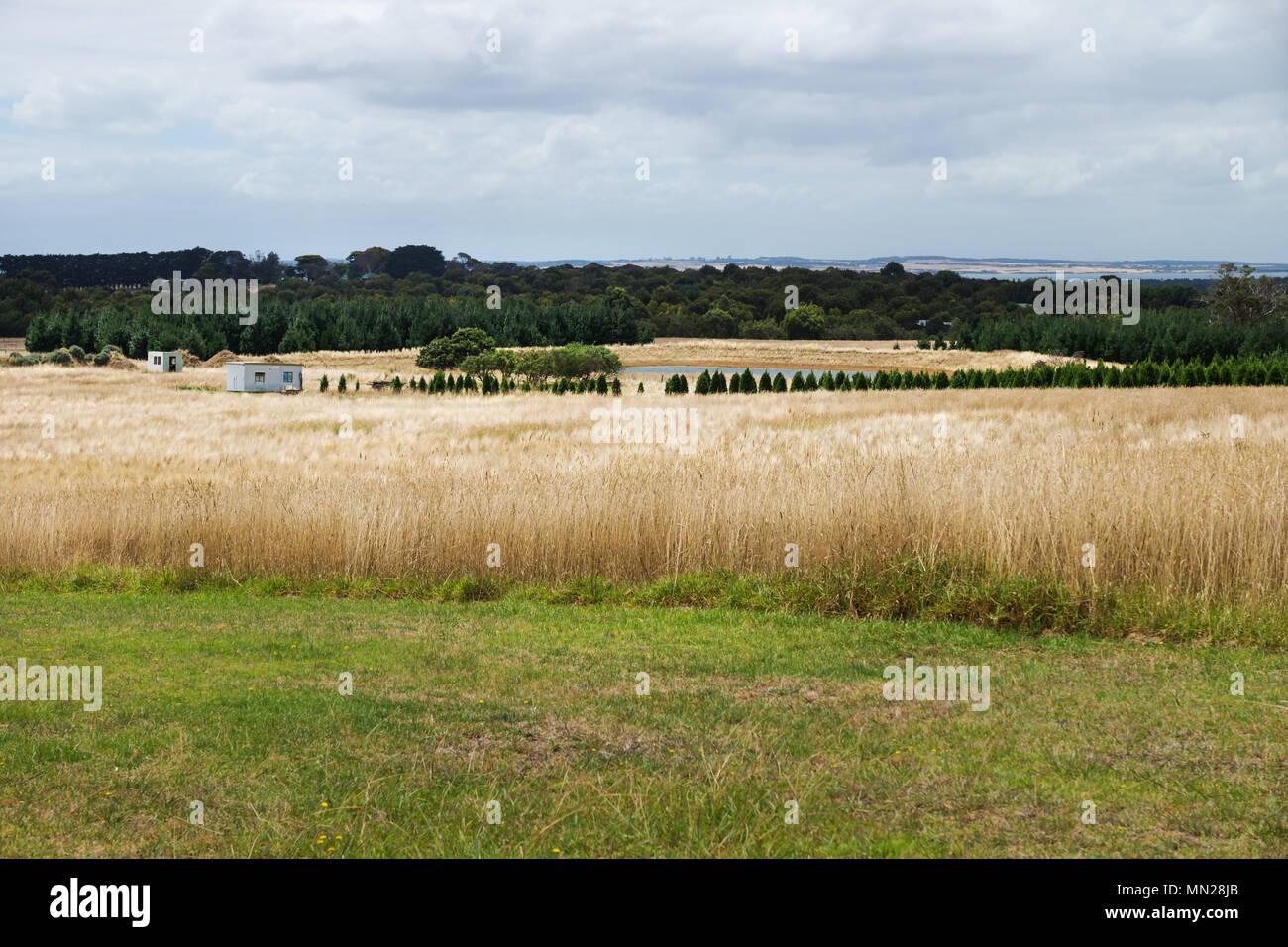 Victoria high country tree hi-res stock photography and images - Alamy