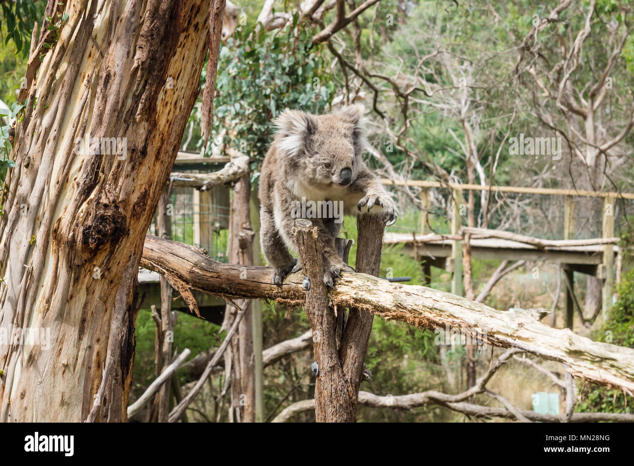 Climbing koala hi-res stock photography and images - Alamy
