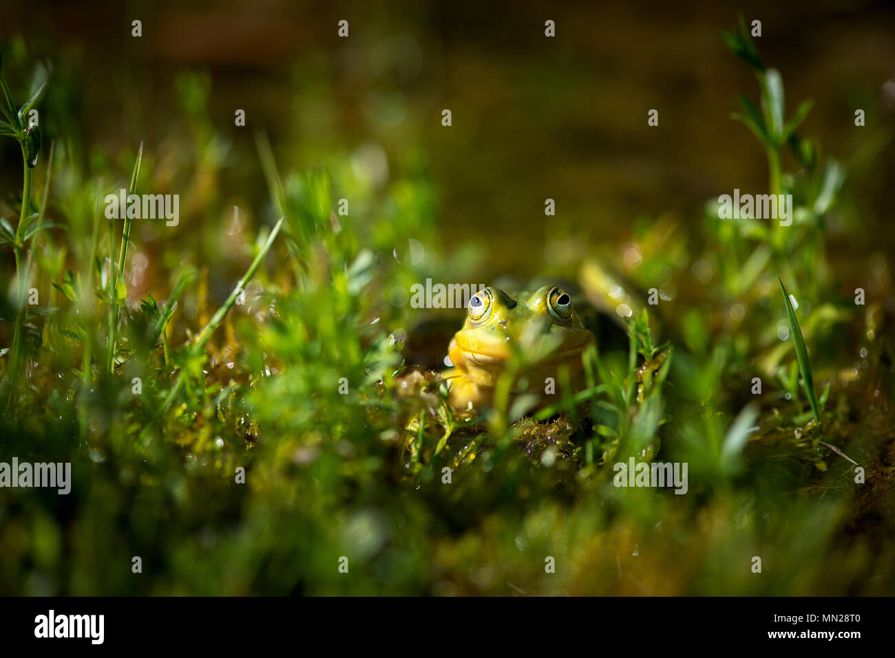 Green frogs (Pelophylax kl.Esculentus) in springtime Stock Photo - Alamy