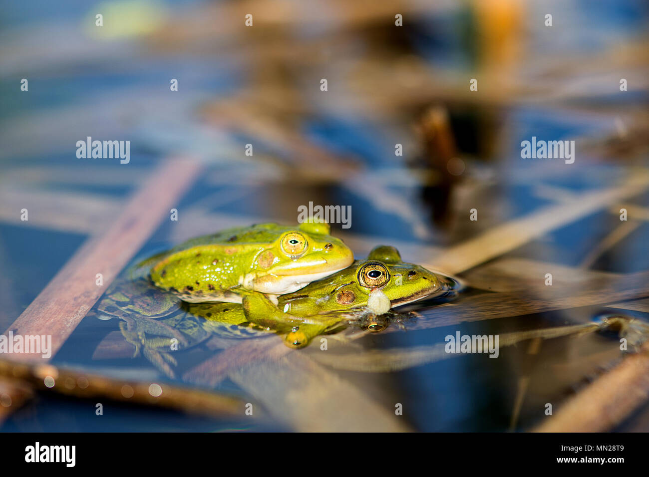 Green frogs (Pelophylax kl.Esculentus) in springtime Stock Photo - Alamy