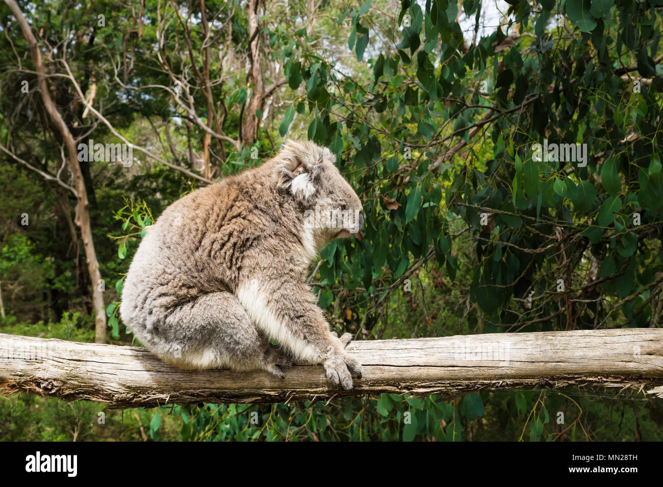 Koala portrait tree profile hi-res stock photography and images - Alamy