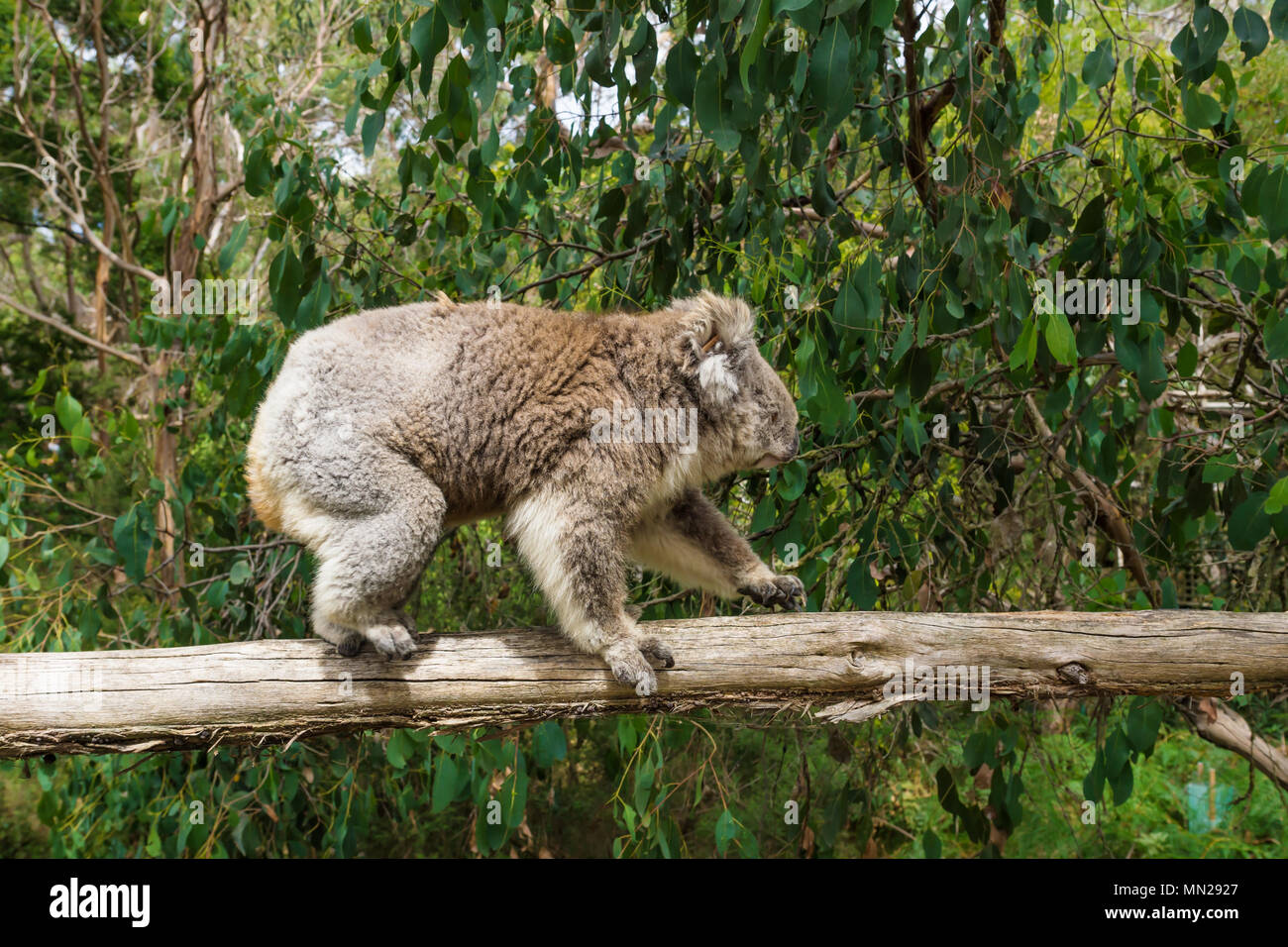Koala portrait tree profile hi-res stock photography and images - Alamy