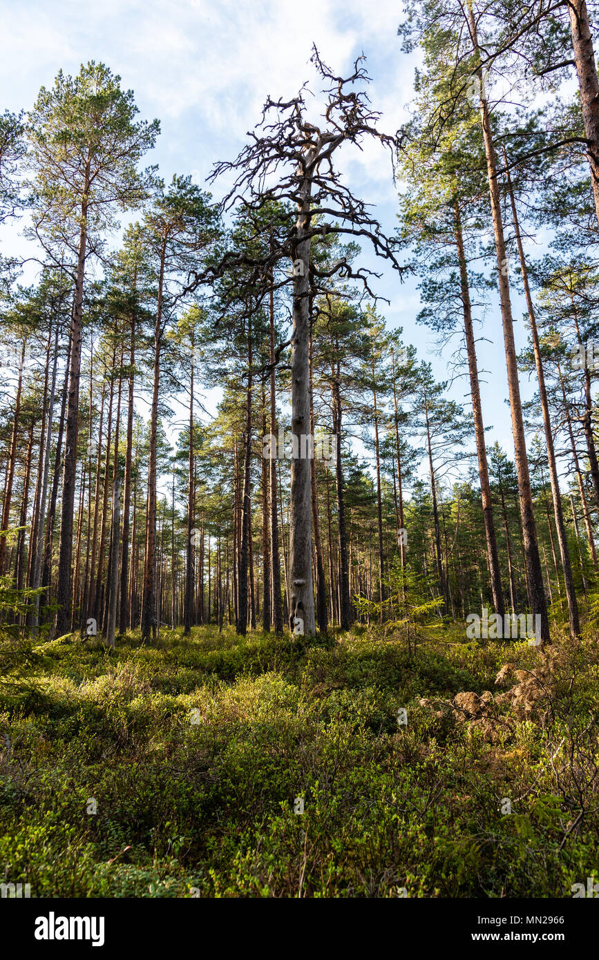 Nature forest pine tree sweden varmland hi-res stock photography and ...