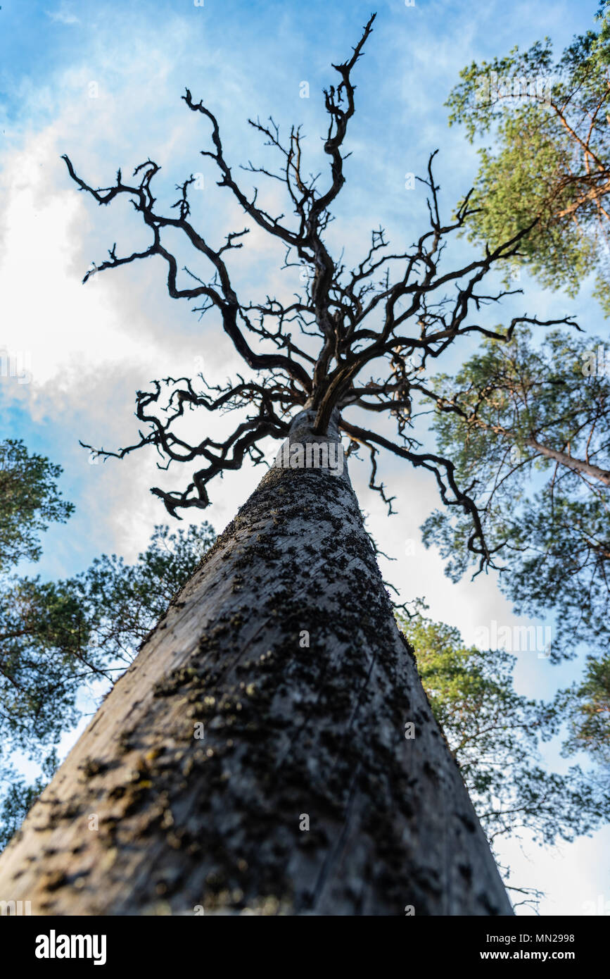 old dead tree standing strong and beautiful in a swedish forest Stock ...