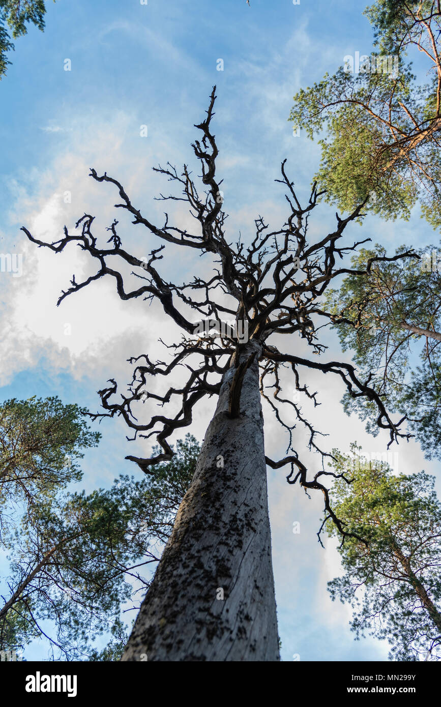 old dead tree standing strong and beautiful in a swedish forest Stock ...