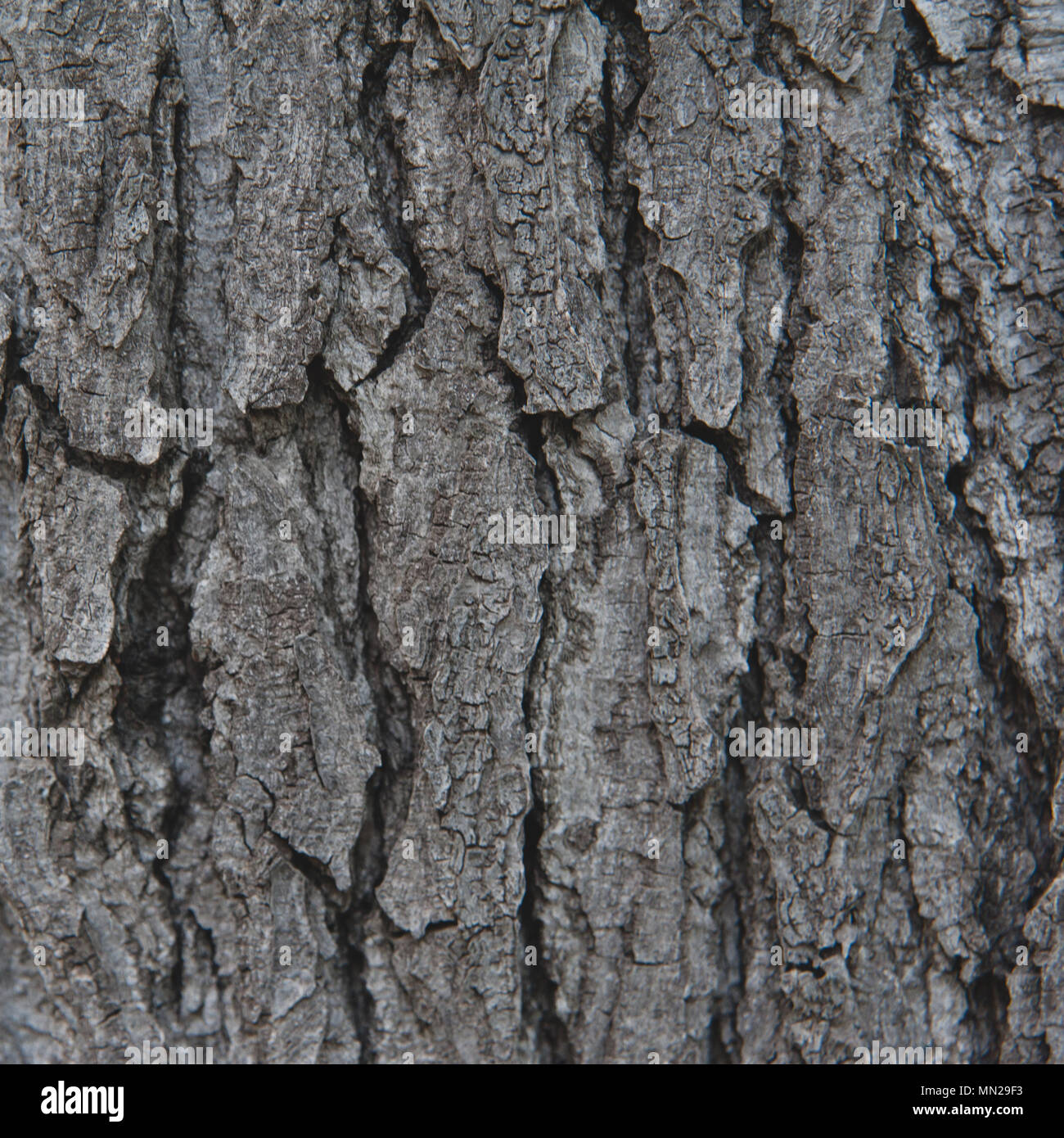 Wood bark texture for background Stock Photo - Alamy