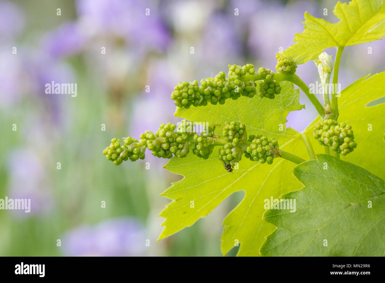 Closeup of baby grapes: initial development of green flowers of grape ...