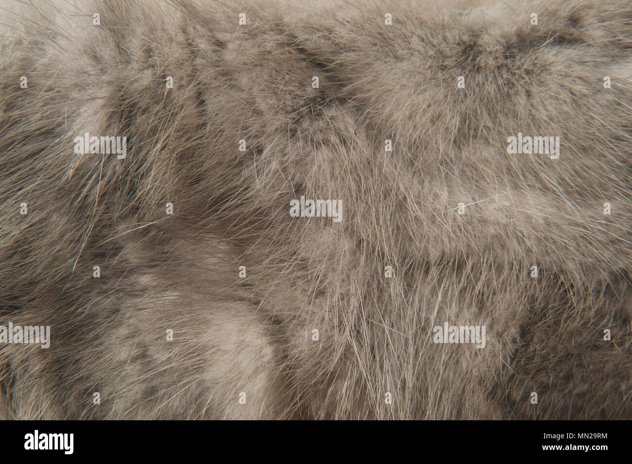 Gray faux fur hi-res stock photography and images - Alamy