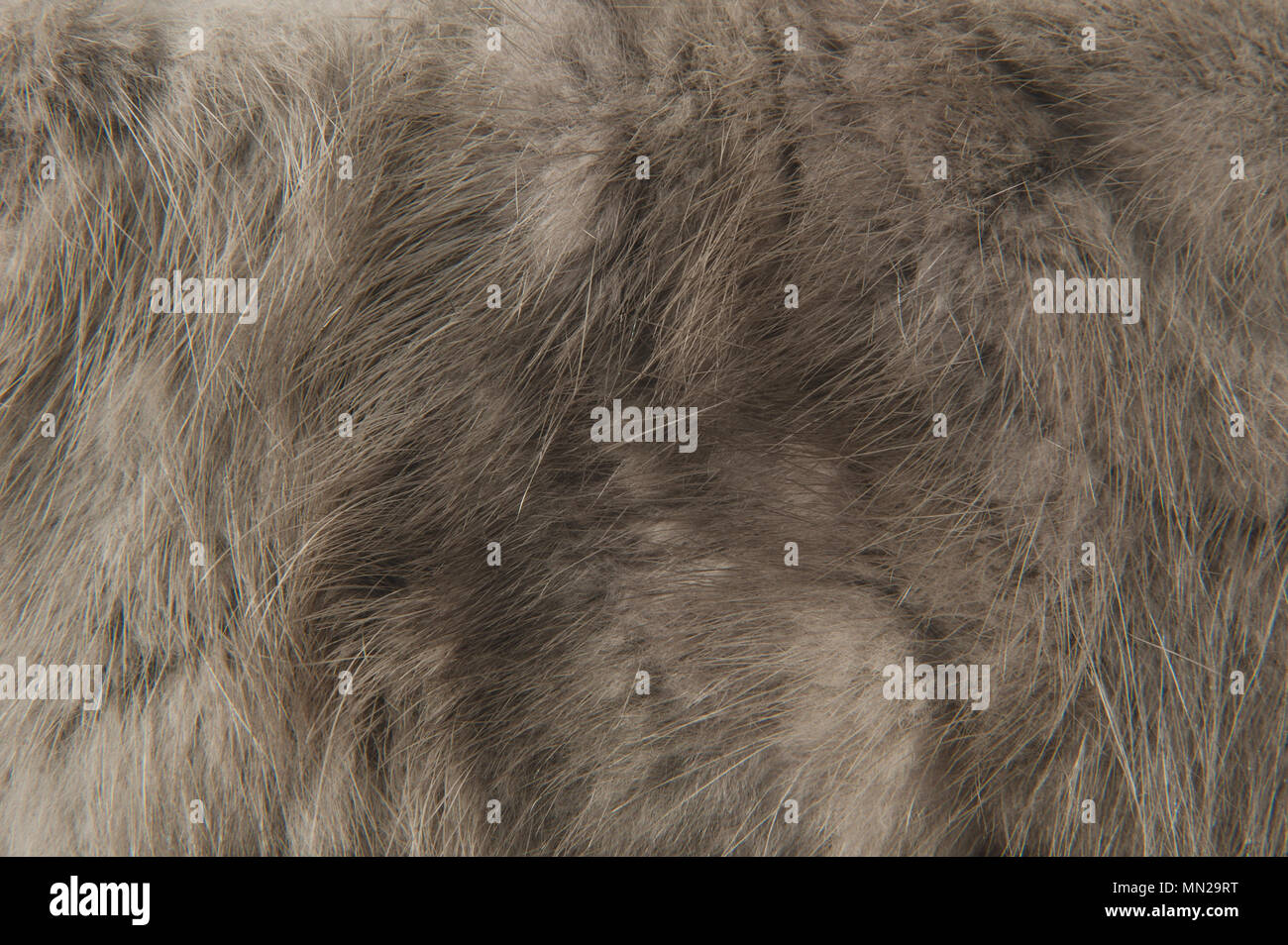 Gray faux fur hi-res stock photography and images - Alamy