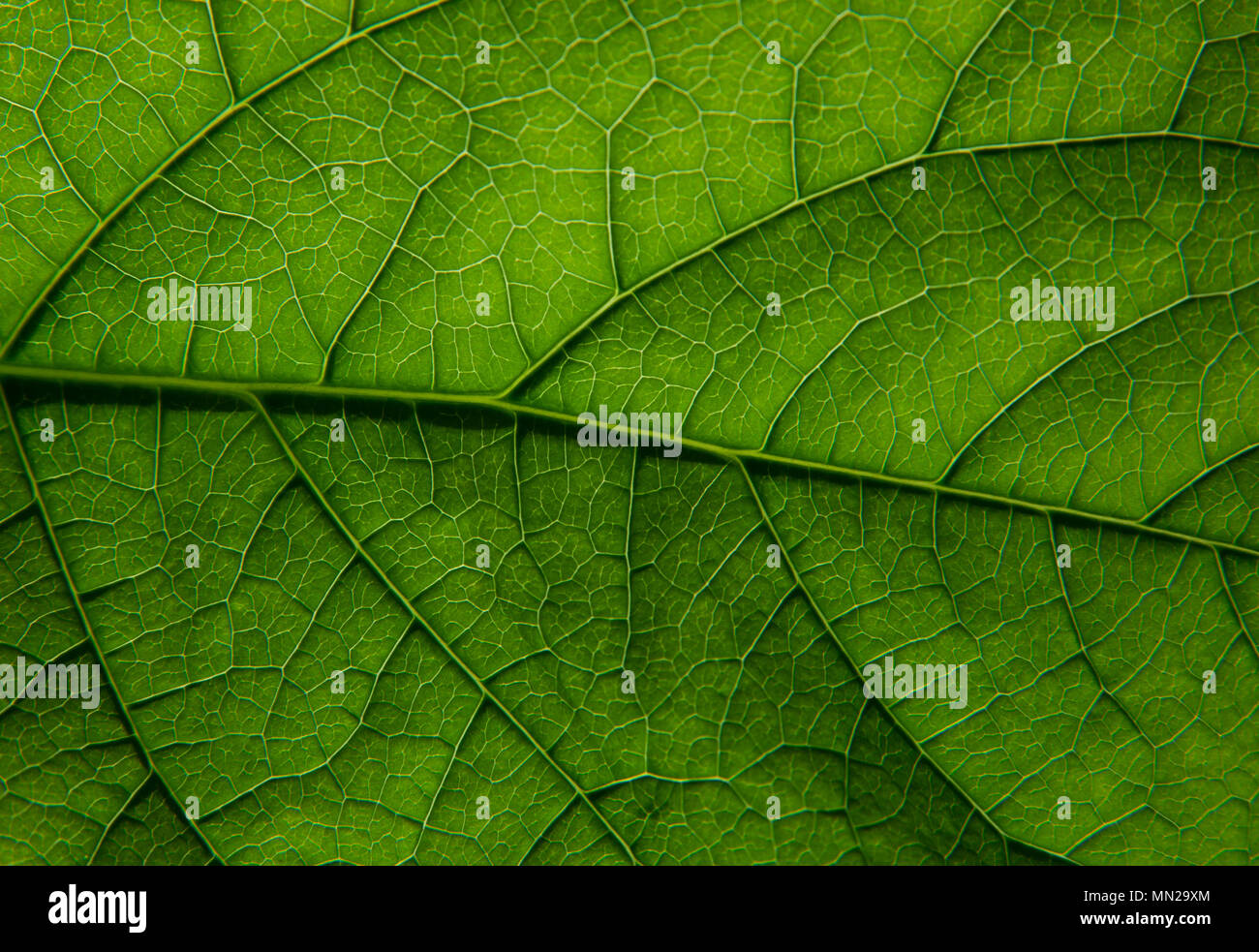 Texture of a green leaf macro Stock Photo - Alamy
