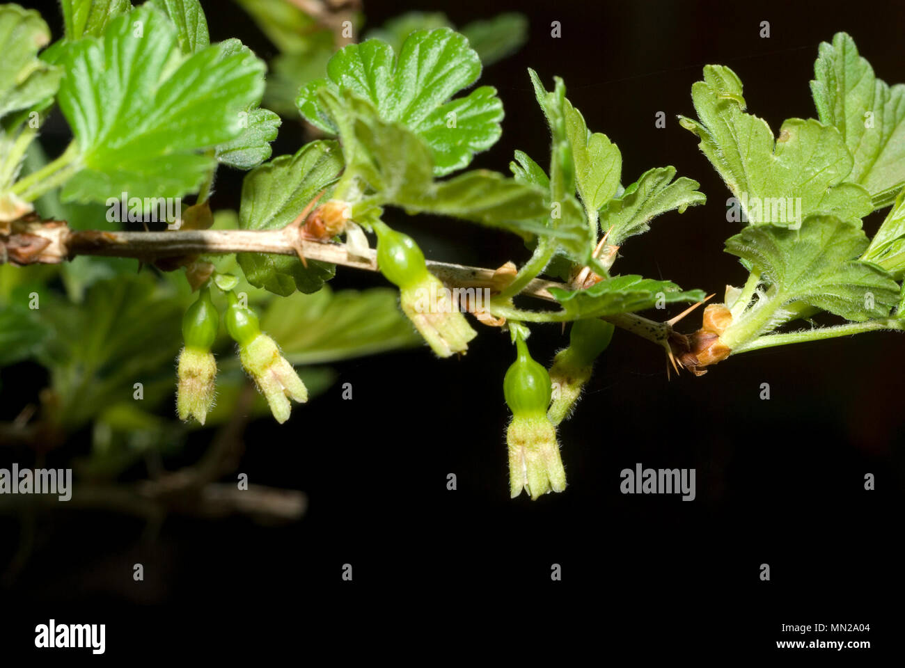 Gooseberry plant hi-res stock photography and images - Alamy