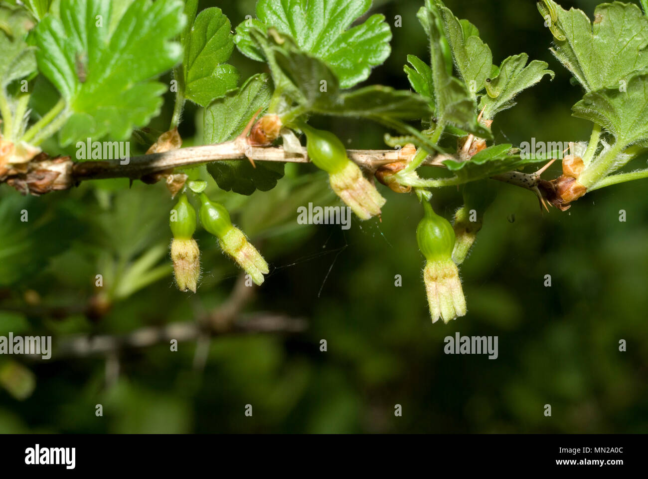 Gooseberry plant hi-res stock photography and images - Alamy