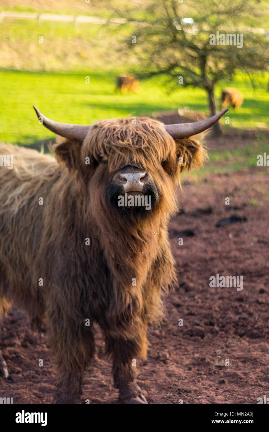 cattle bull germany Stock Photo - Alamy