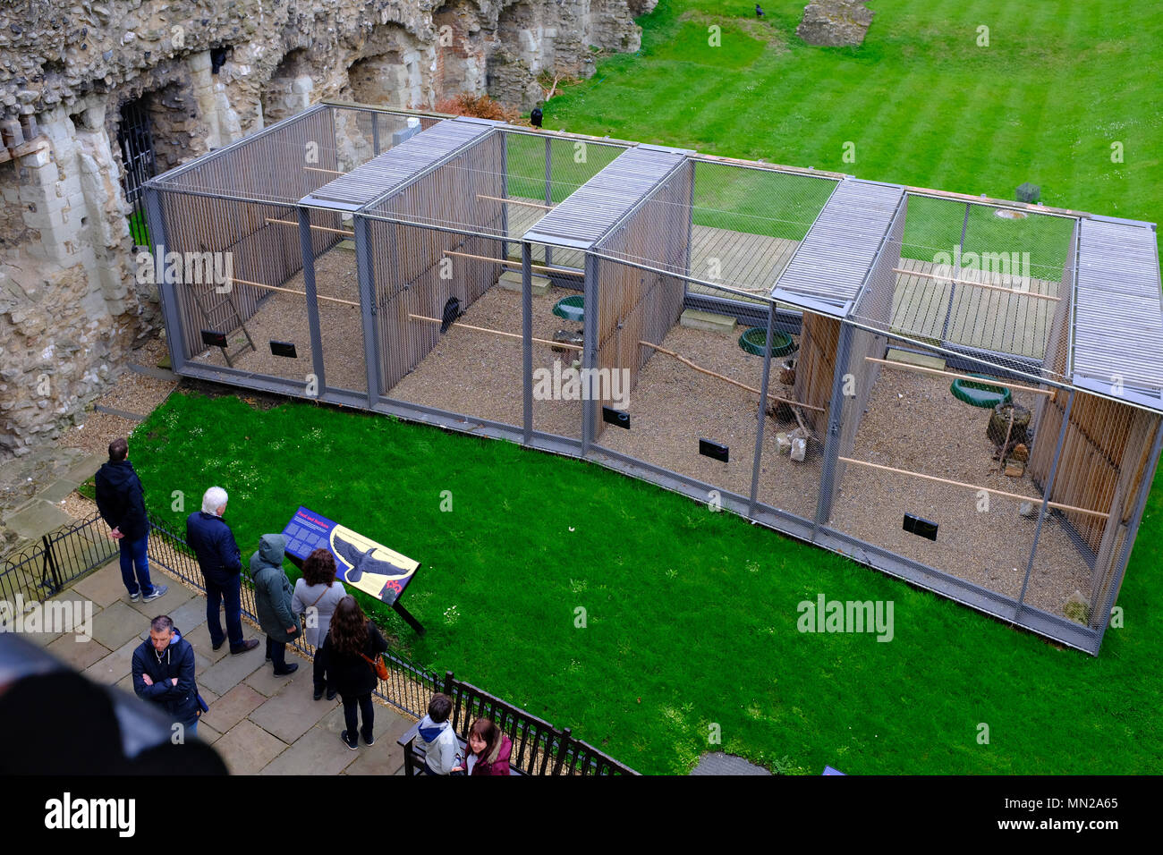 Tower of london raven enclosure hi-res stock photography and images - Alamy