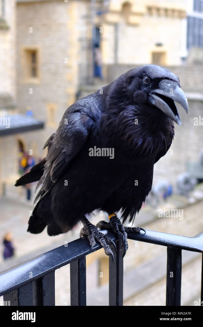Raven at The Tower of London UK Stock Photo - Alamy