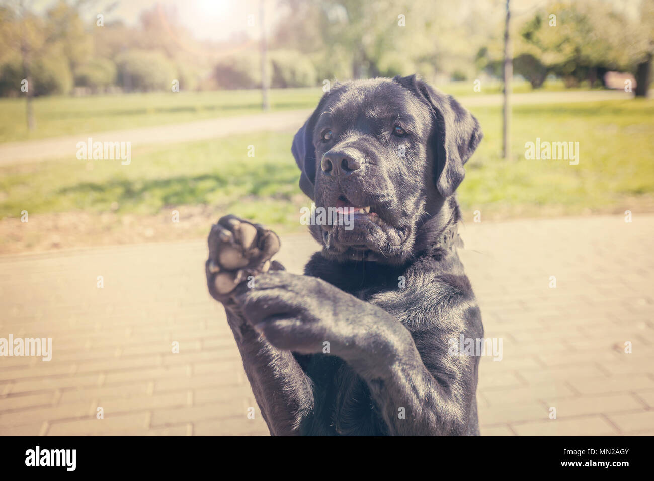 Picture of black labrador puppy making a trick: standing on its hind ...