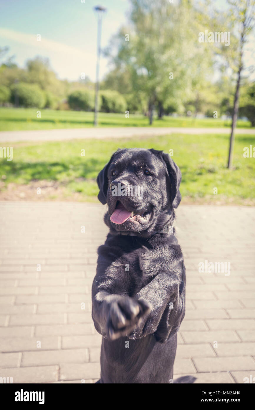 Picture of black labrador puppy making a trick: standing on its hind ...