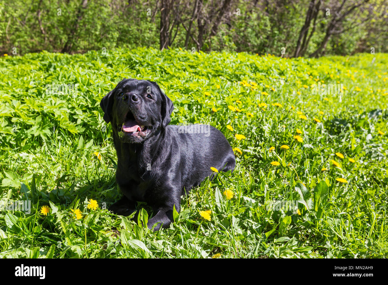Pure Black Lab