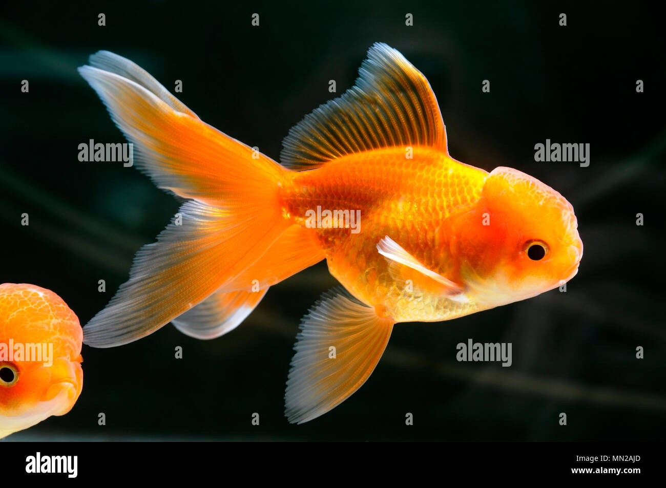 Goldfish in aquarium close up hi-res stock photography and images - Alamy