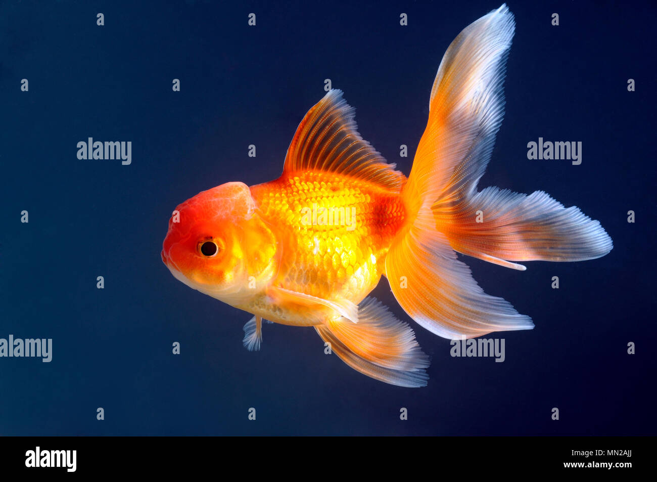 Gold fish swimming in aquarium Stock Photo - Alamy
