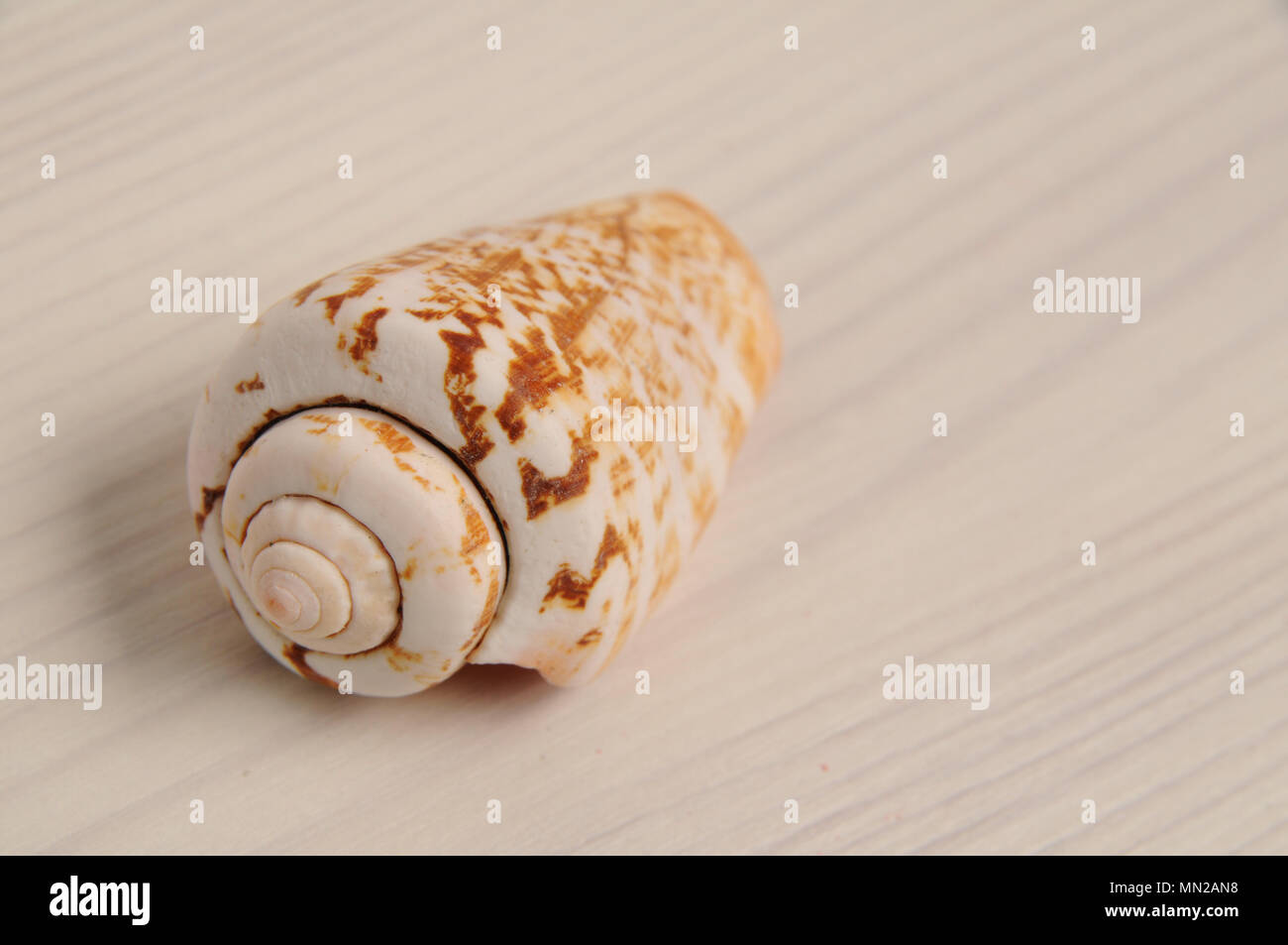 Spiral seashell white background hi-res stock photography and images ...