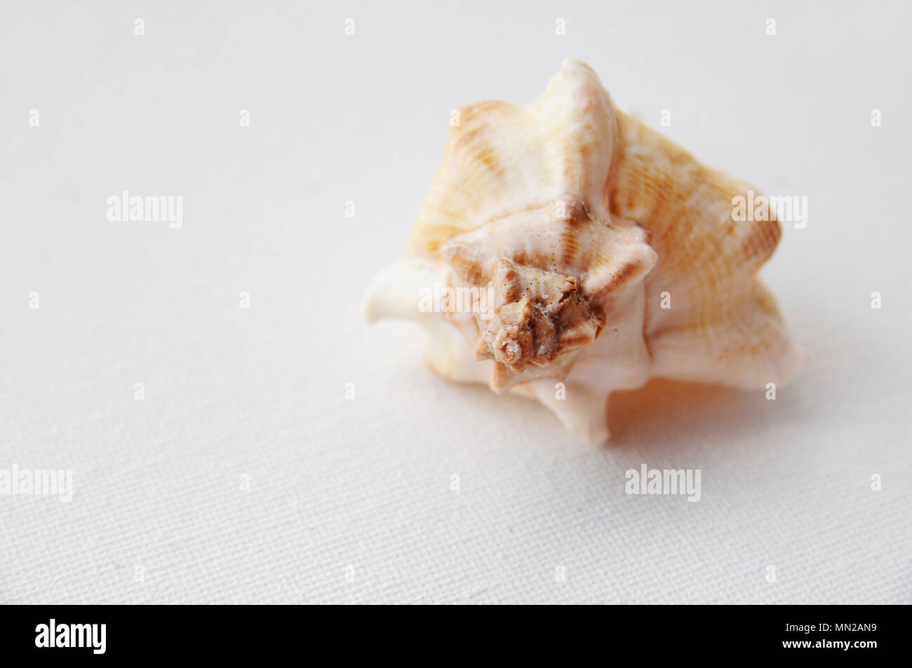 Seashell closeup hi-res stock photography and images - Alamy