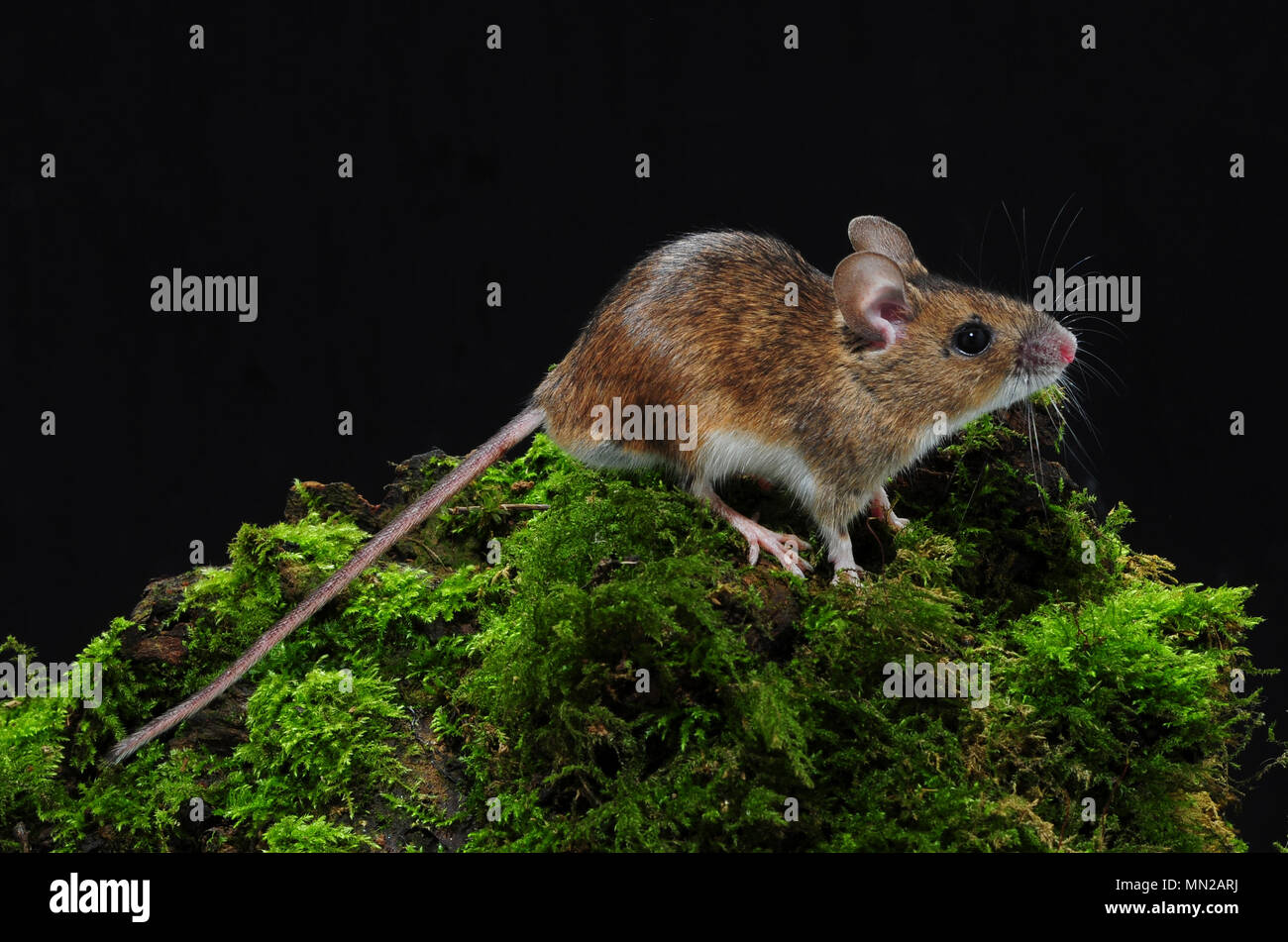 Adult wood mouse on a mossy log Stock Photo - Alamy
