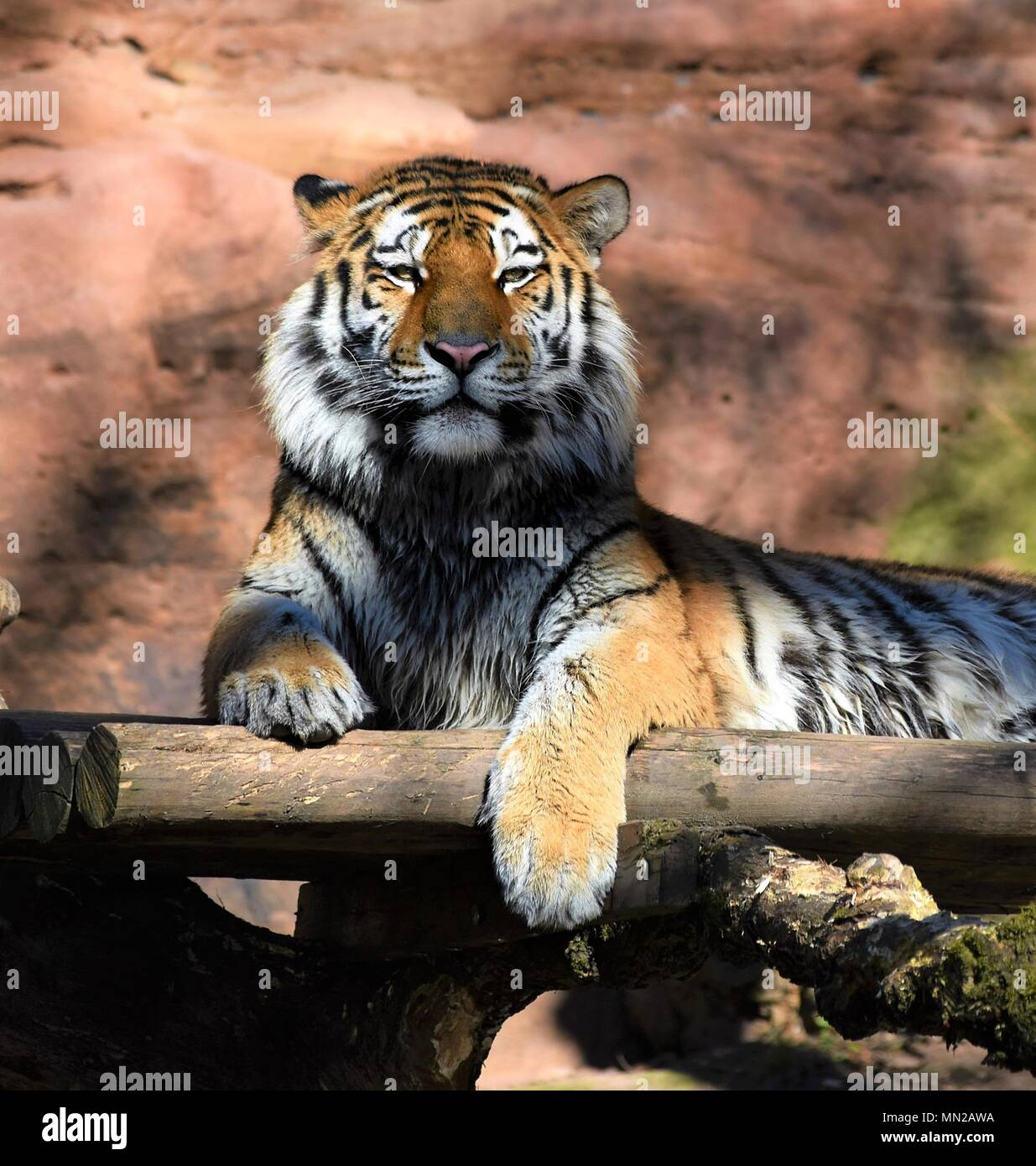 Siberian Tiger from the Nuremberg Zoo in Germany Stock Photo - Alamy