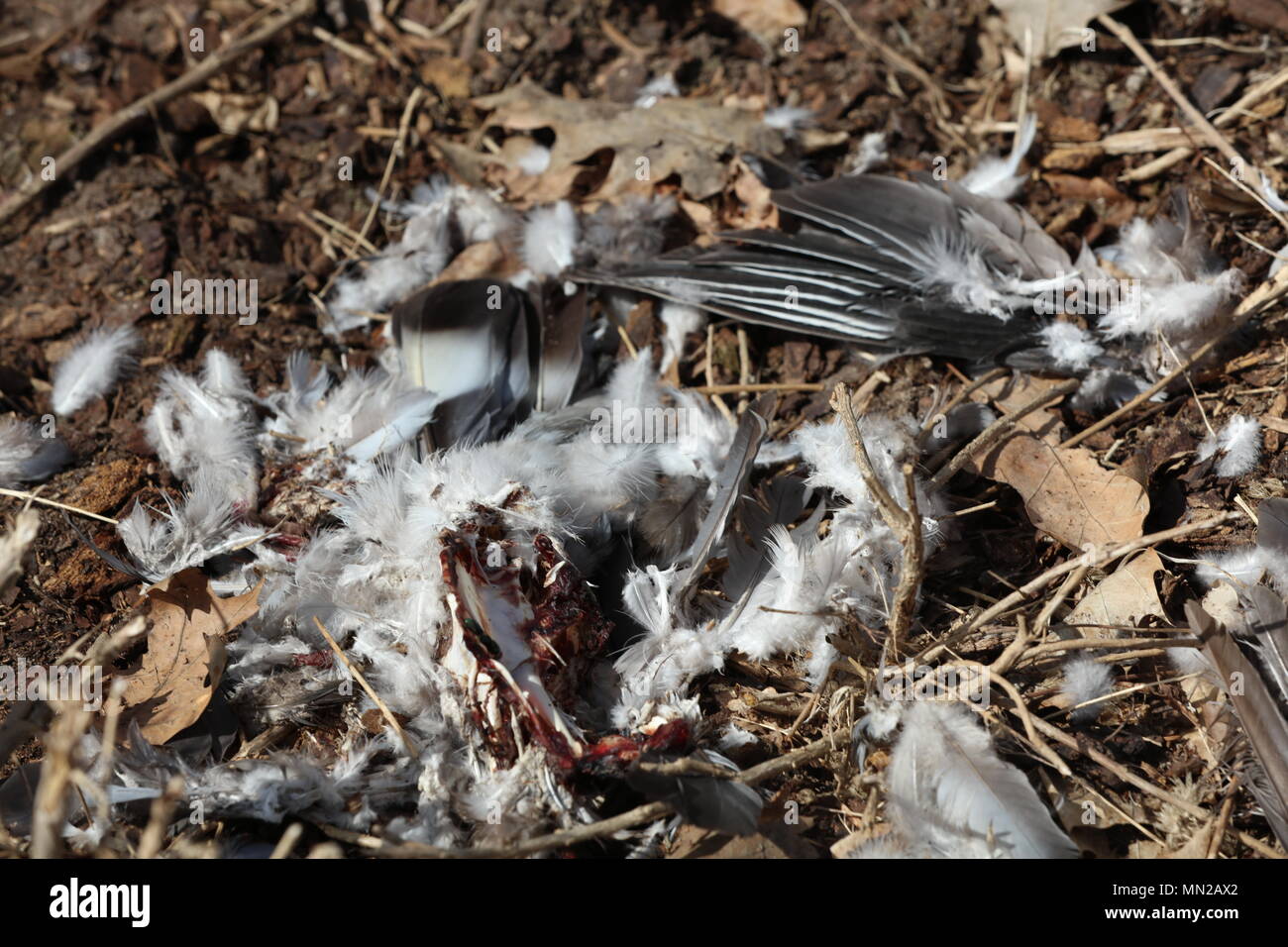 Dead dove bird Stock Photo - Alamy