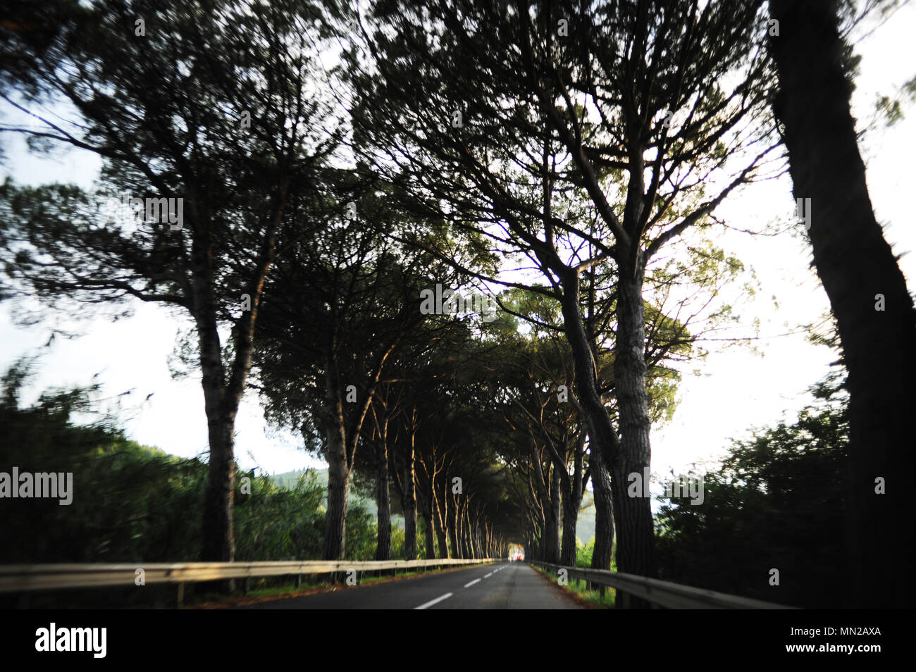 Country road stretching into the distance between trees Stock Photo - Alamy