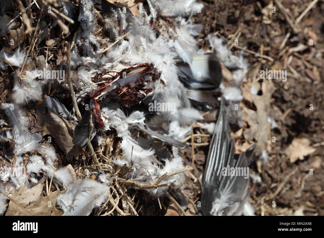 Dead dove bird Stock Photo - Alamy