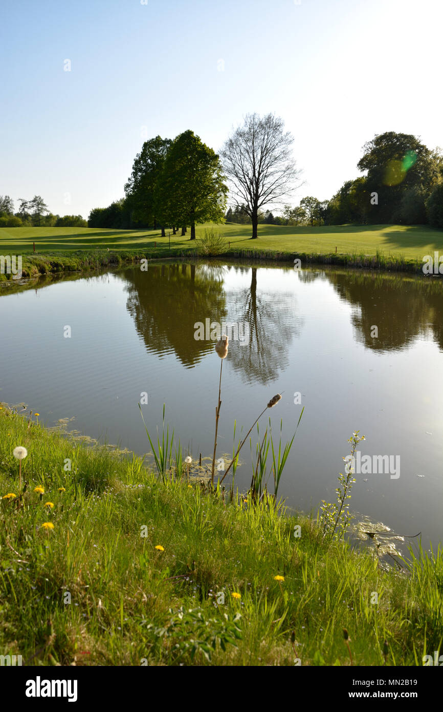 reflexion of tree in pond Stock Photo - Alamy