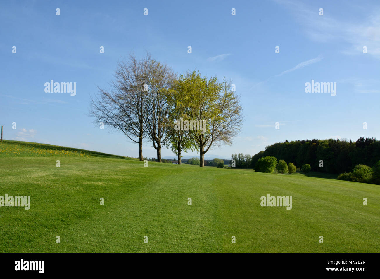 3 trees on top of golfcourse Stock Photo - Alamy