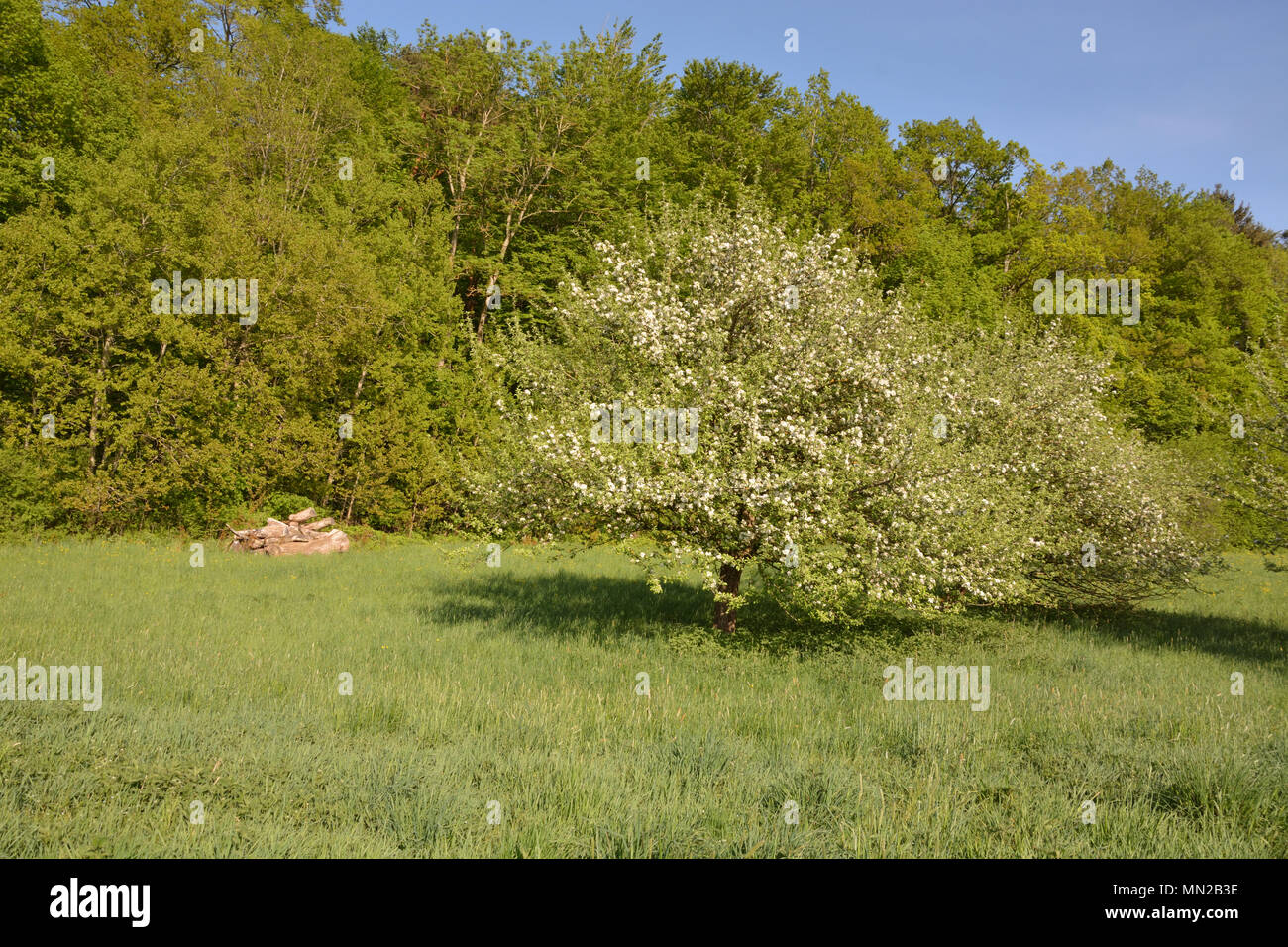 White blossom trees hi-res stock photography and images - Alamy