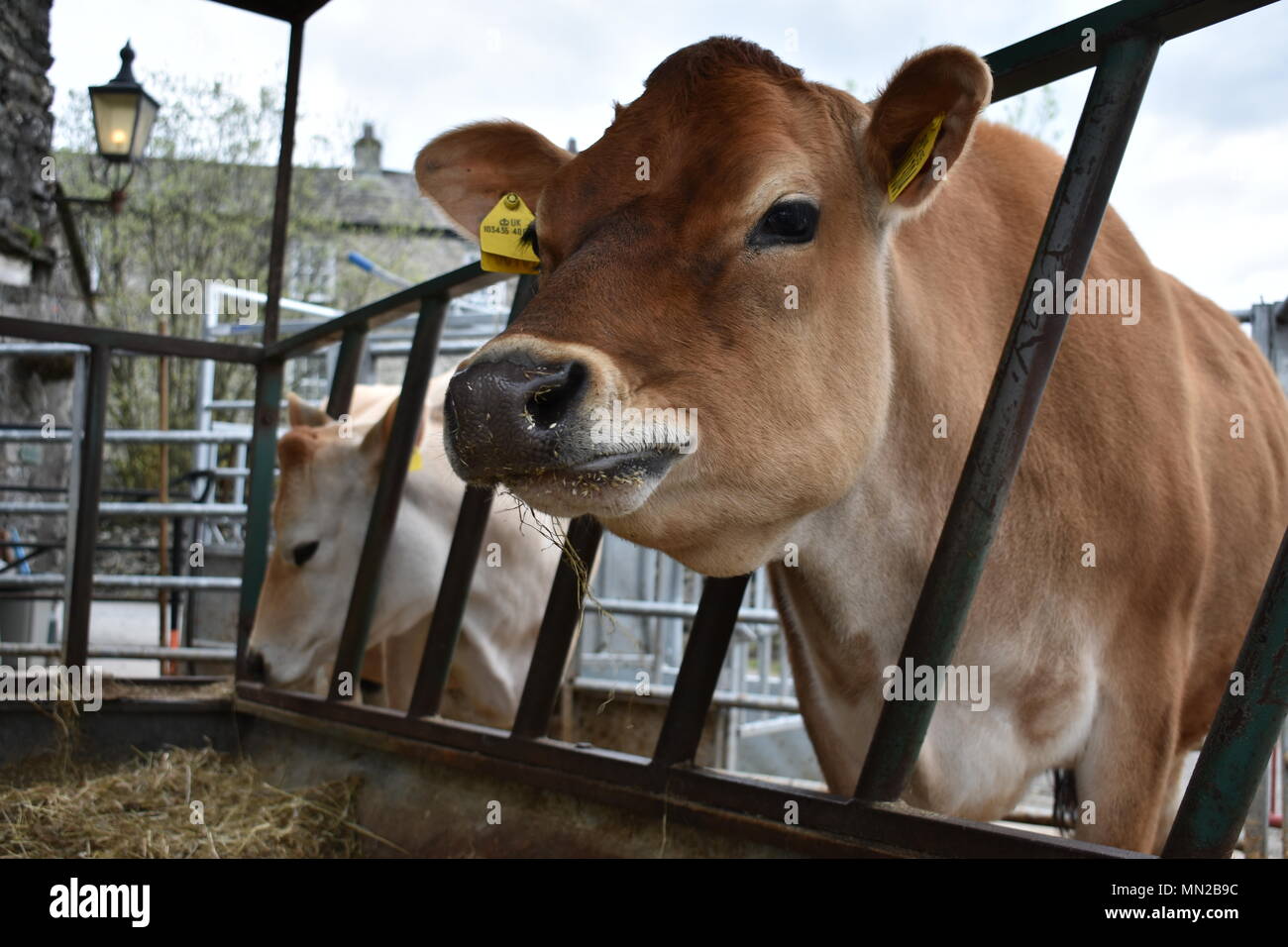 Daisy the cow hi-res stock photography and images - Alamy