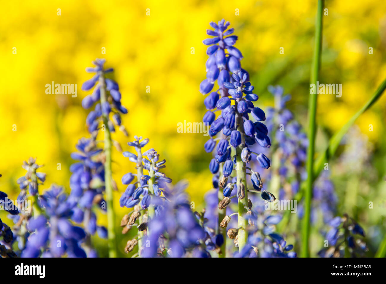 Resembling bunches of grapes hi-res stock photography and images - Alamy