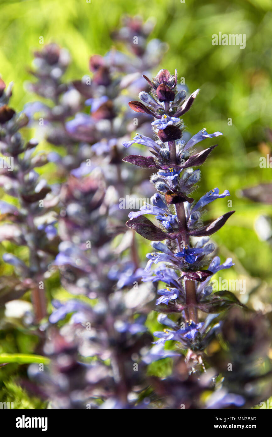 Ajuga reptans is commonly known as bugle, blue bugle, bugleherb ...